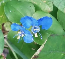 Blue Flower – Poems for THE LIST (eners)